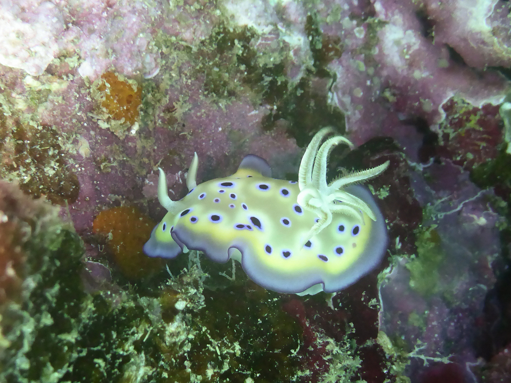 Vanuatu Sea Slug Census 2024 | Big Blue Vanuatu